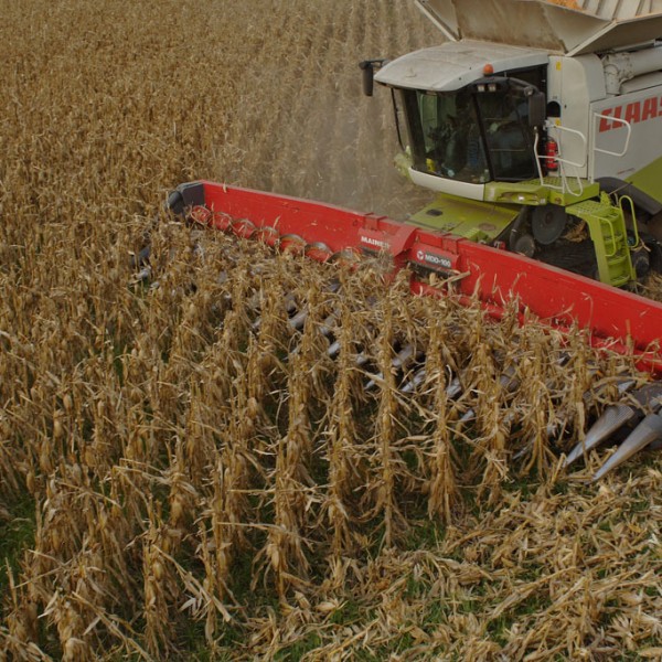 Mainero | MDD-100 ROW INDEPENDENT CORN HEADER - Mainero